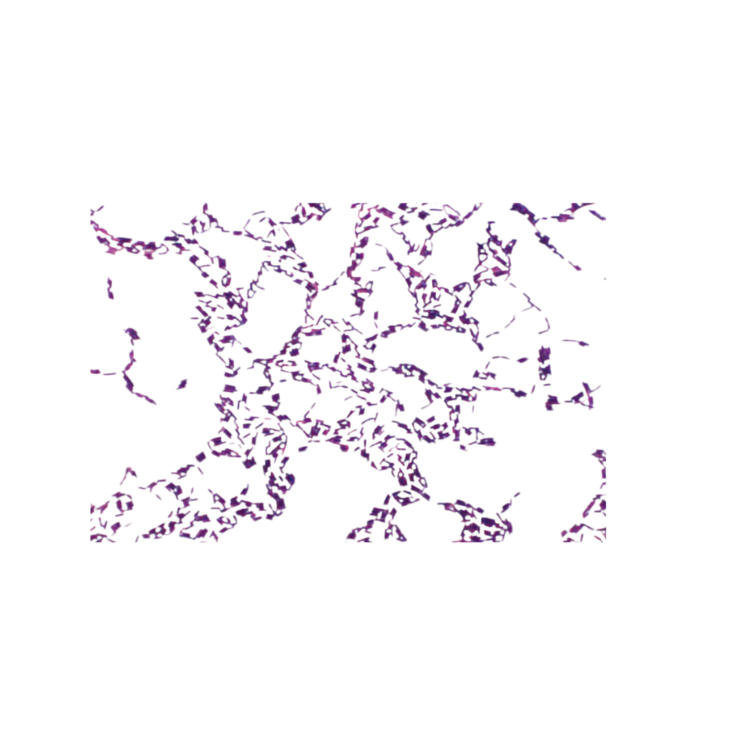 Probiotic Bifidum – Novadose